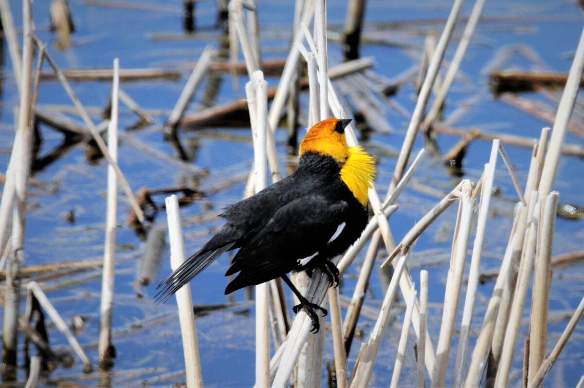 DWR launches new bird-watching challenge: The Utah Birding Slam | News ...